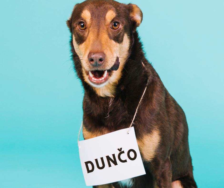 Ako vybrať perfektné meno pre vášho psíka?